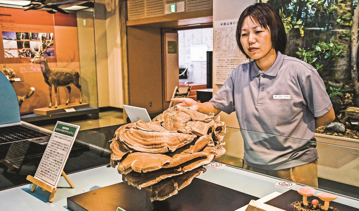 巨大キノコ 標本に 鳥取 | 山陰中央新報デジタル