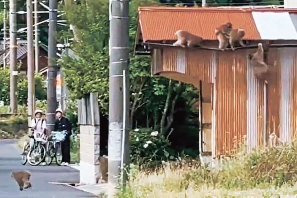【動画】宍道でサル30匹の群れ 松江、目撃相次ぐ | 山陰中央新報デジタル