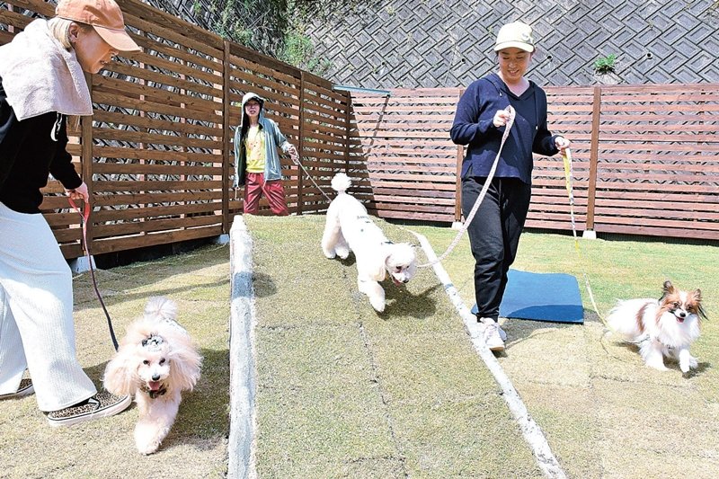 愛犬と安心して遊べるドッグラン 貸し切り型、5月2日開所 松江 | 山陰中央新報デジタル | Cheriee NEWS