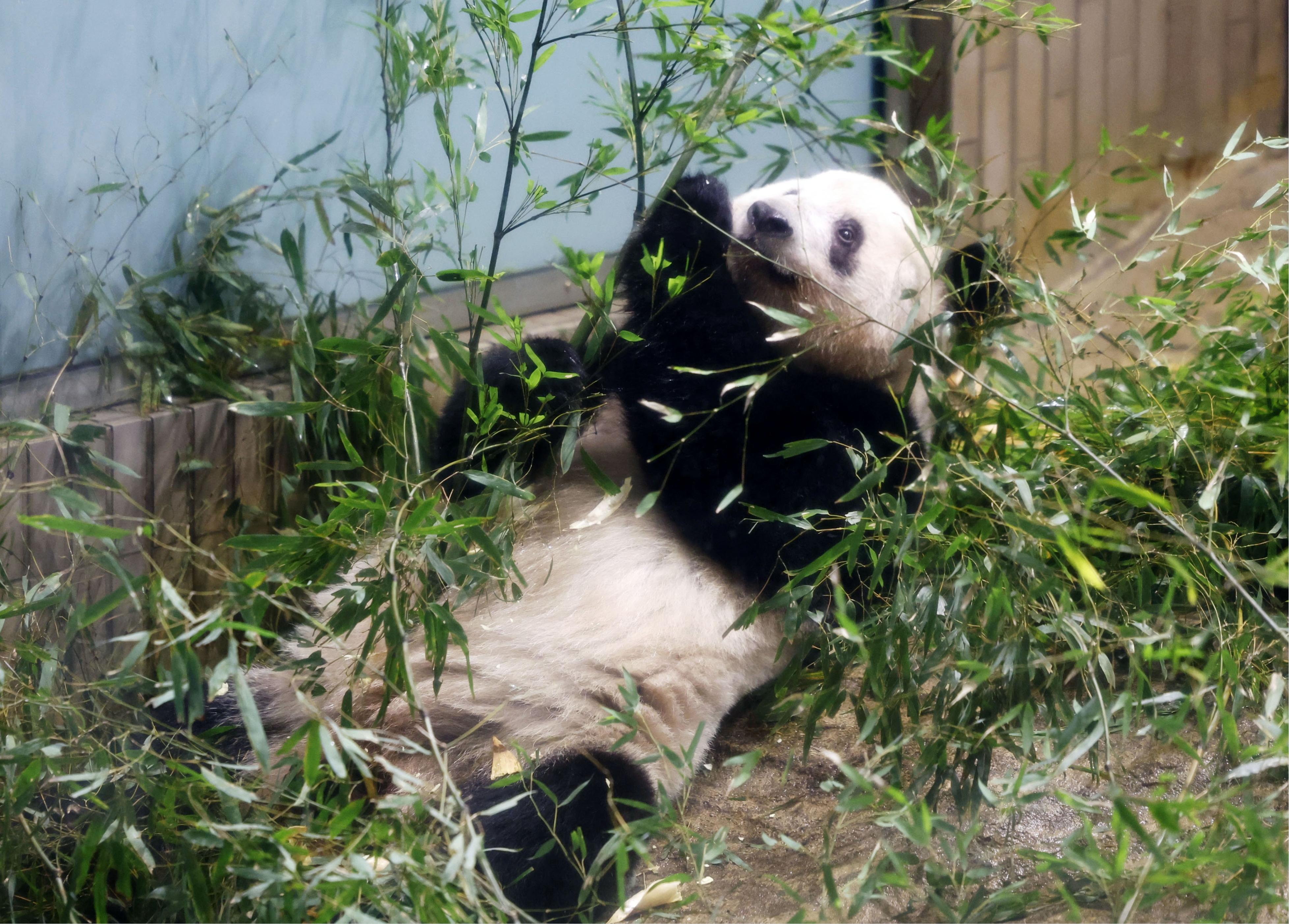 【速報動画】上野のシャンシャンお別れ 中国へ旅立ち、最終観覧日 | 山陰中央新報デジタル